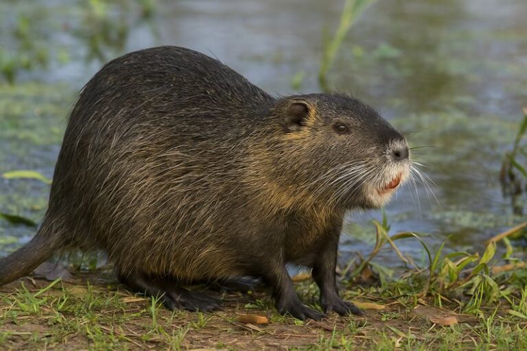 Nutria (Myocastor coypus): il roditore acquatico